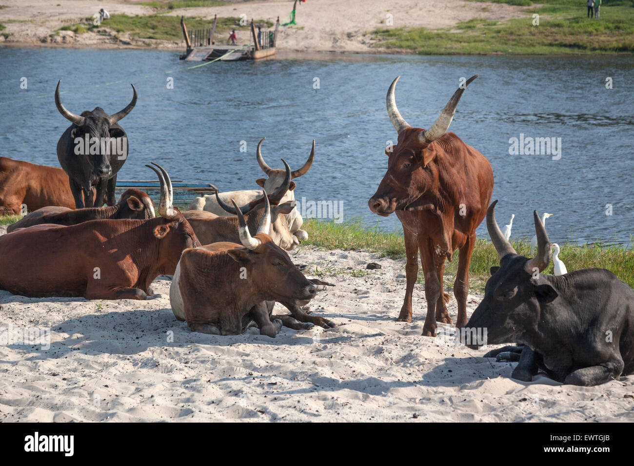 Barotse Cattle, Zambia, Africa Stock Photo - Alamy