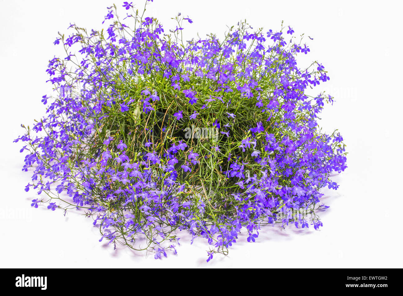 Beautiful blue lobelia Stock Photo - Alamy
