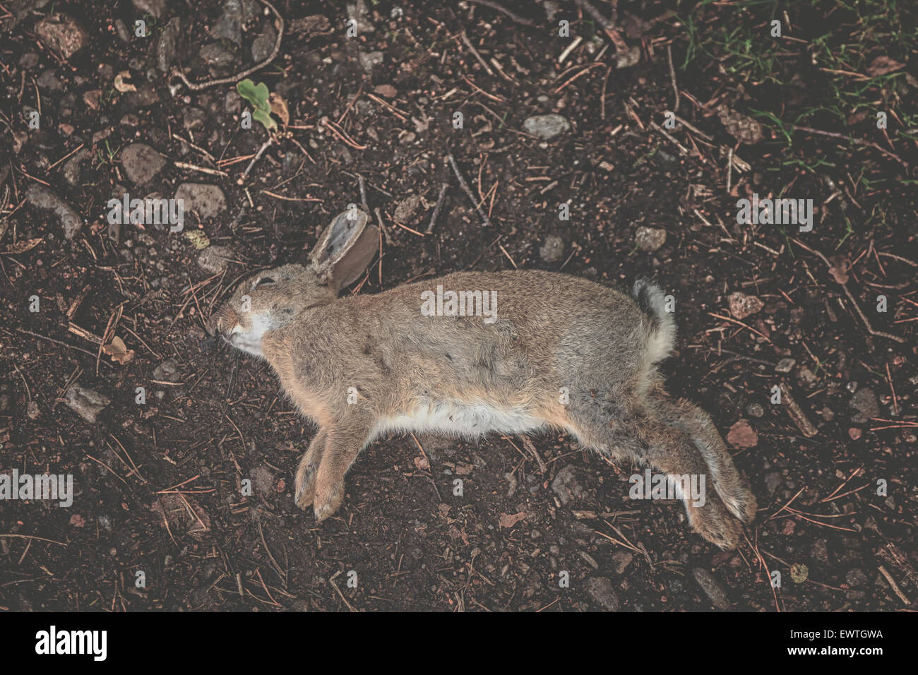 Death rabbit hi-res stock photography and images - Alamy