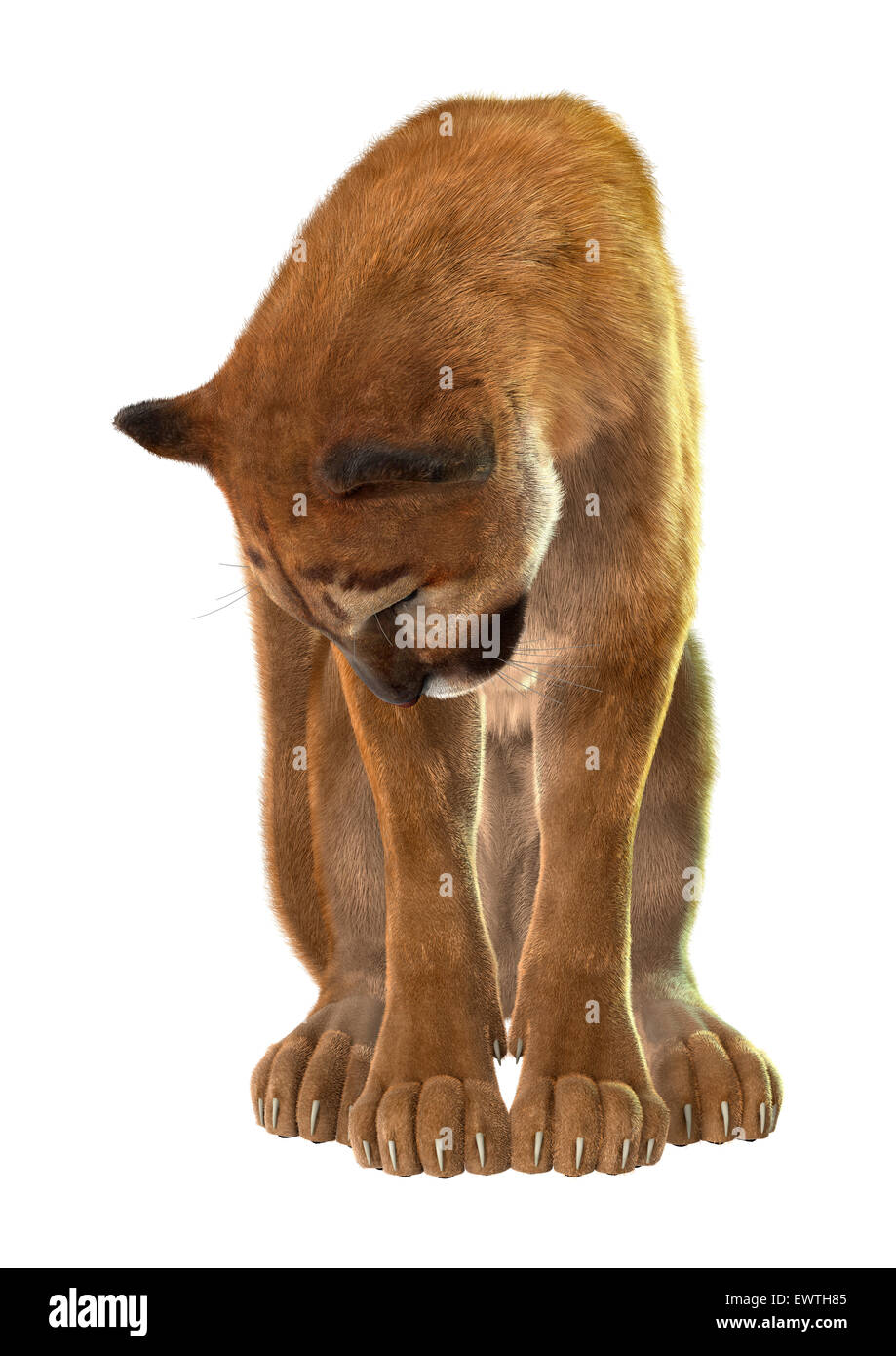 3D digital render of a big cat puma sitting isolated on white ...