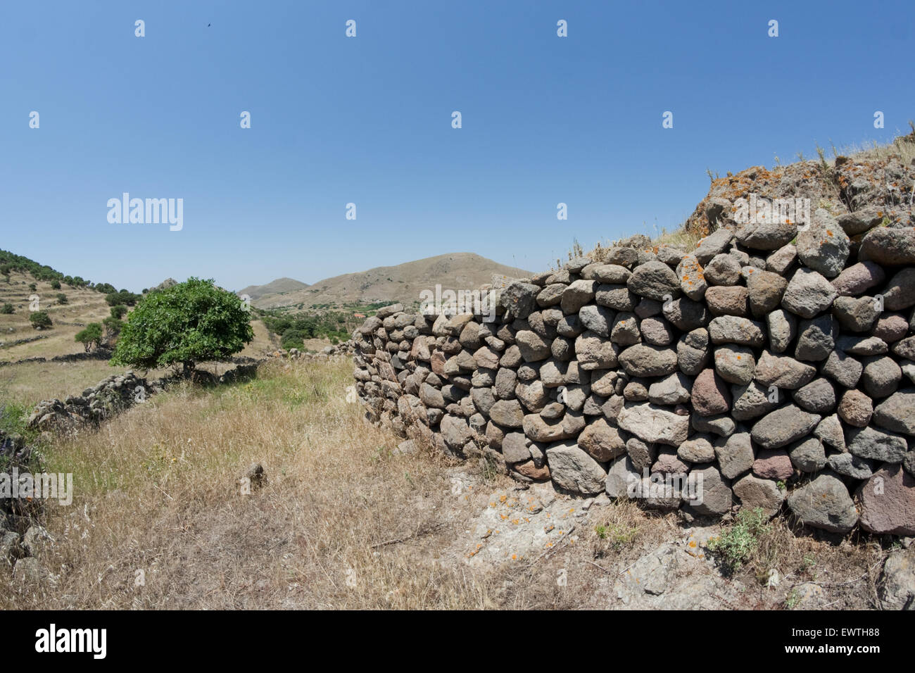Stonewall of a Greek mantra, a fig tree and wild acorn trees of Thanos ...