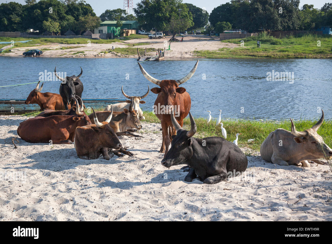 Barotse Cattle, Zambia, Africa Stock Photo - Alamy