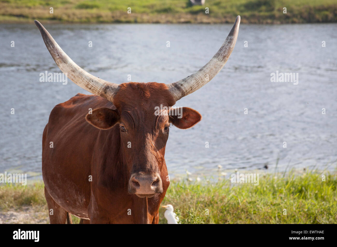 Barotse Cattle, Zambia, Africa Stock Photo - Alamy