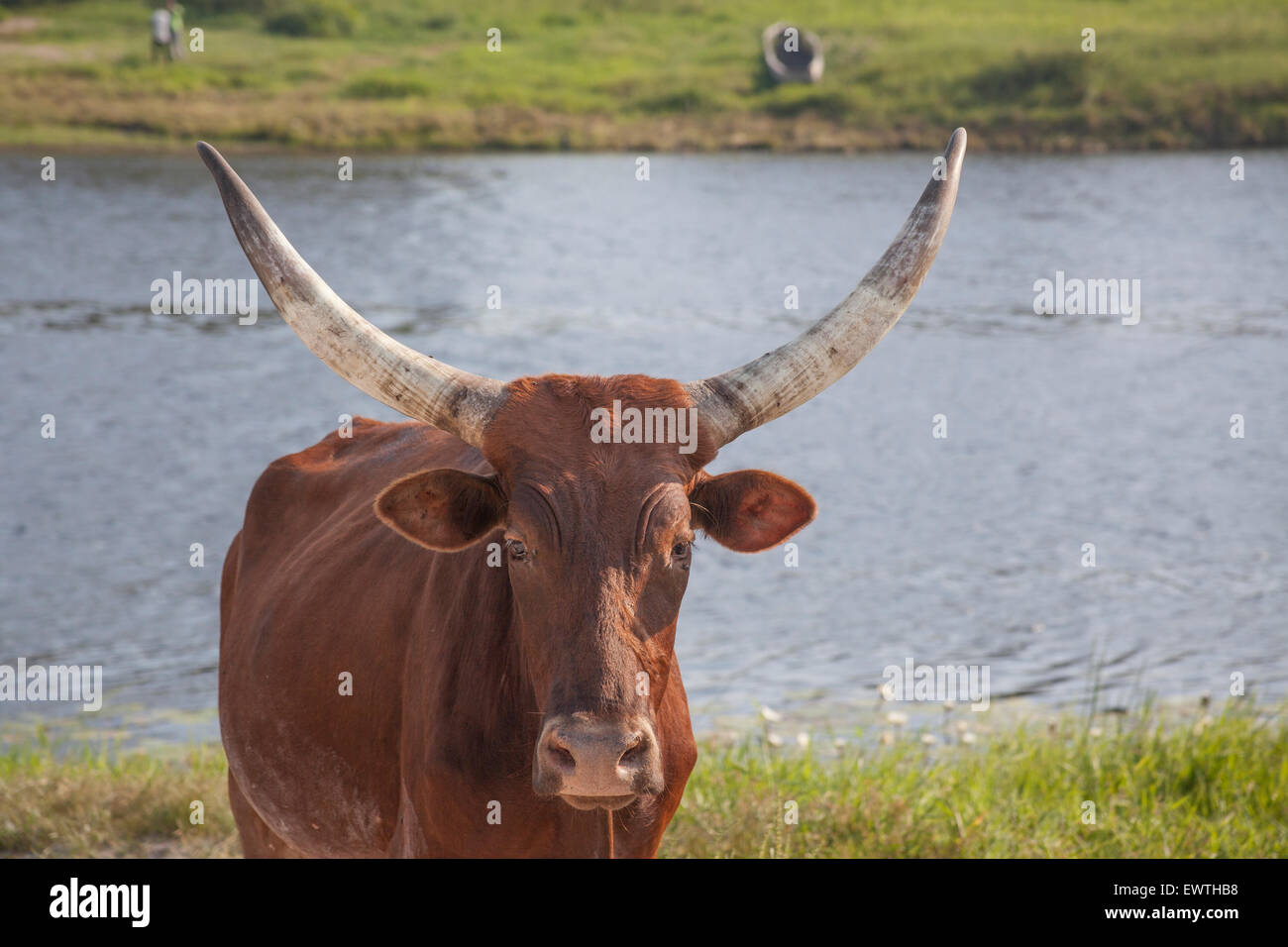 Barotse Cattle, Zambia, Africa Stock Photo - Alamy