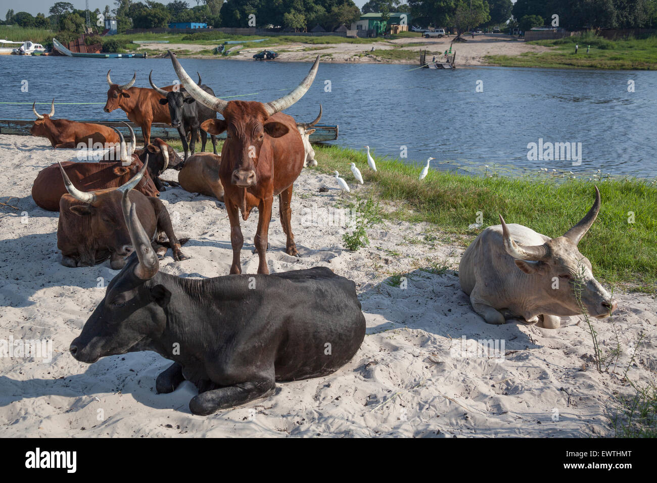 Barotse Cattle, Zambia, Africa Stock Photo - Alamy