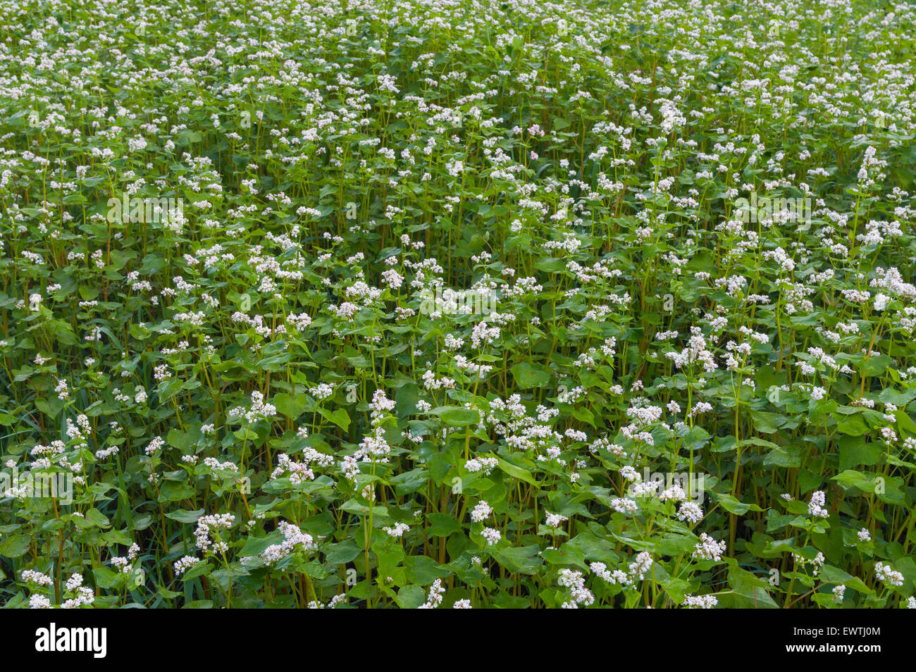 Ukrainian field hi-res stock photography and images - Alamy