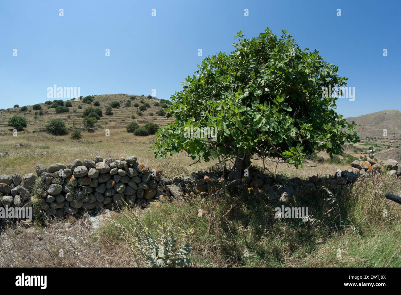 Stonewall landscape of a Greek mantra and fig tree (ficus family ...