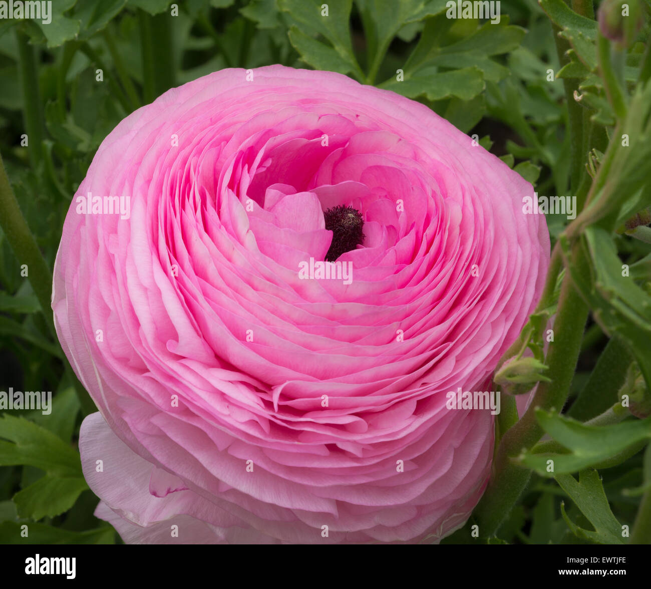 closeup of a pink ranunculus flower in a commercial greenhouse Stock ...