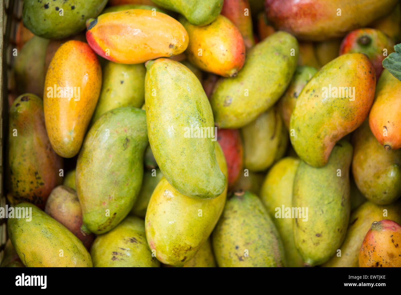 Ripe Papaya High Resolution Stock Photography and Images - Alamy