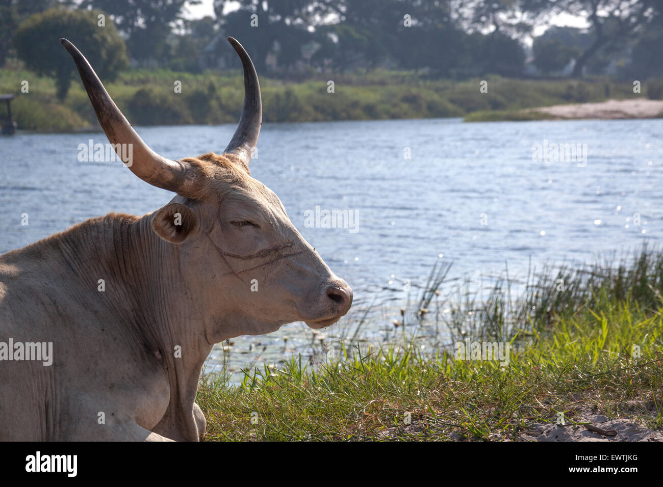 Barotse Cattle, Zambia, Africa Stock Photo - Alamy