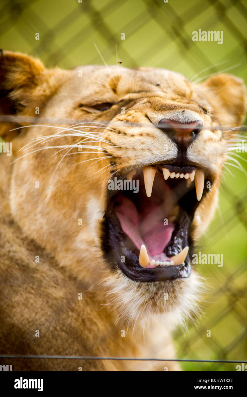 Lioness panthera leo growling hi-res stock photography and images - Alamy