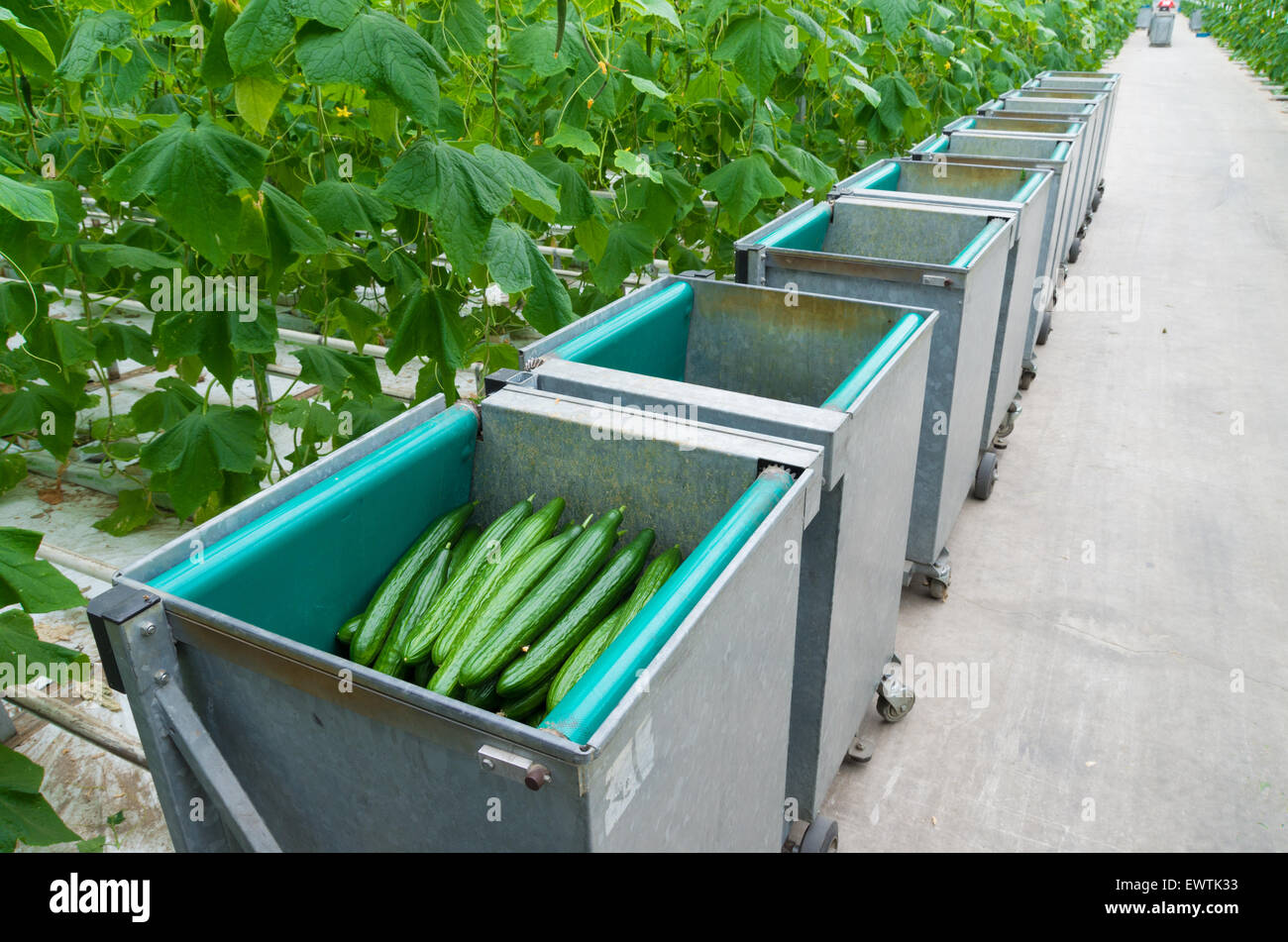 cucumbers being harvested in a commercial greenhouse Stock Photo - Alamy