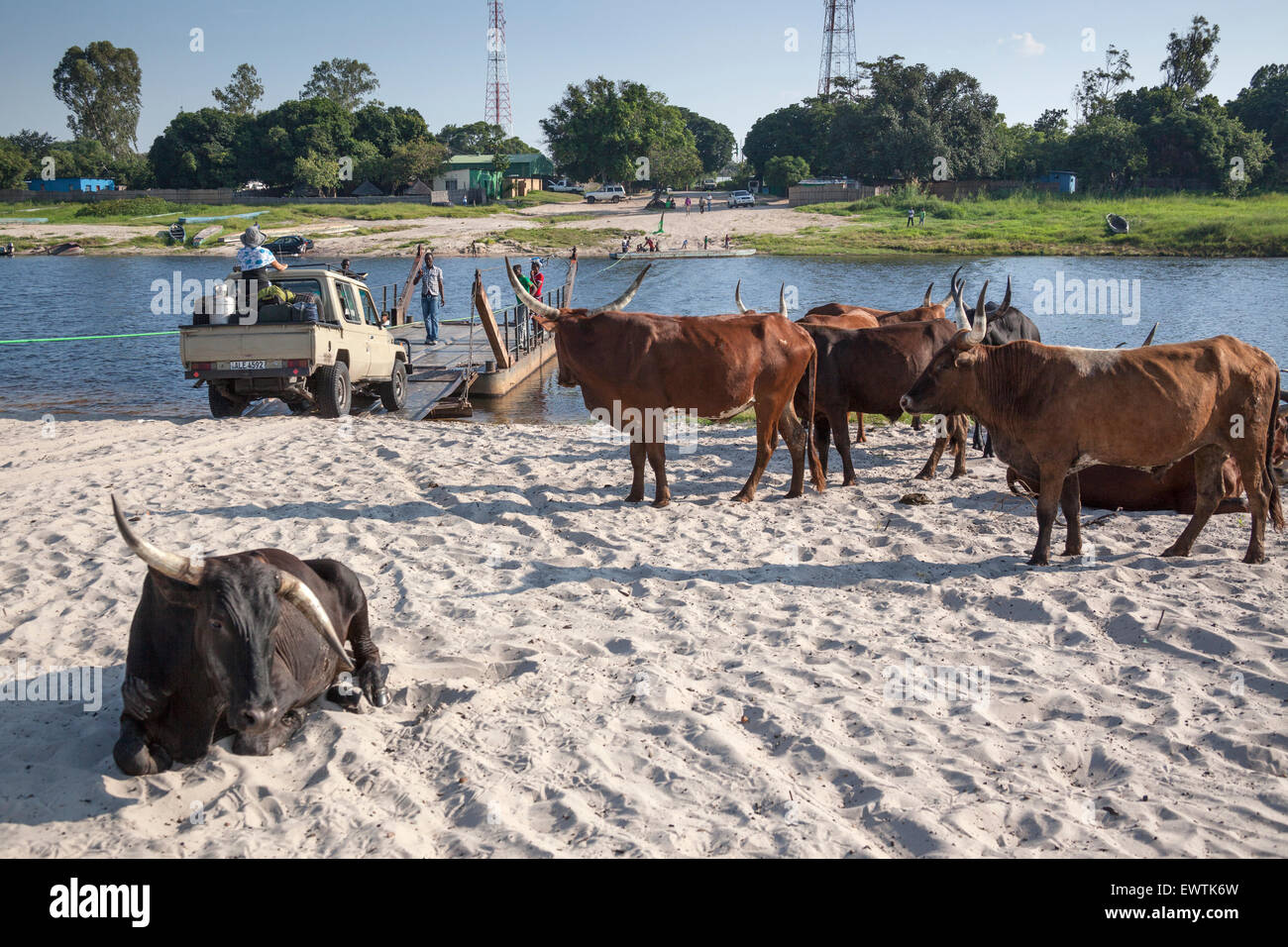 Barotse Cattle, Zambia, Africa Stock Photo - Alamy