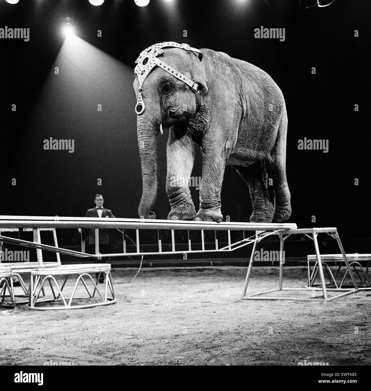Elephants circus Black and White Stock Photos & Images - Alamy