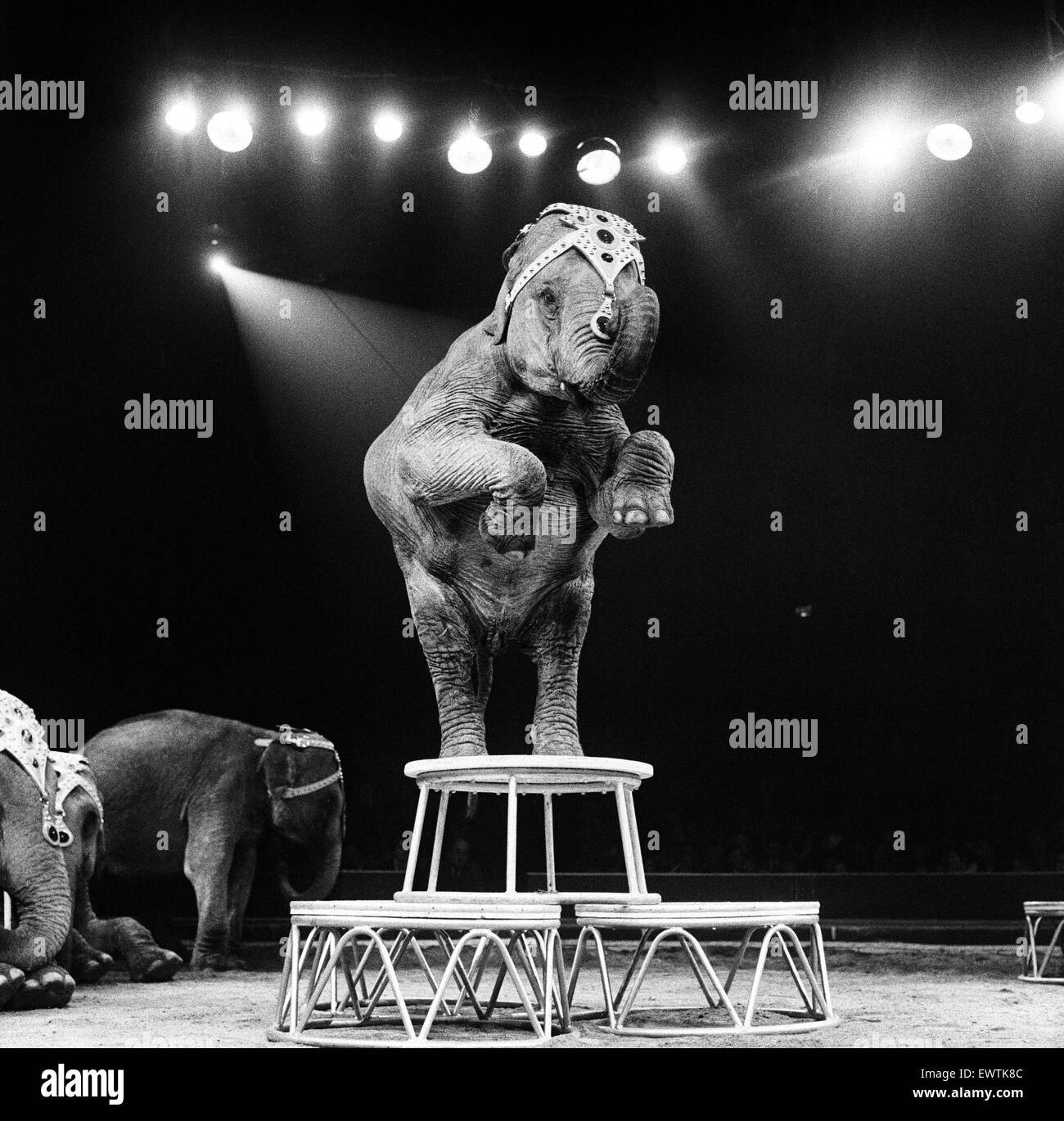 Circus Elephant Headpiece