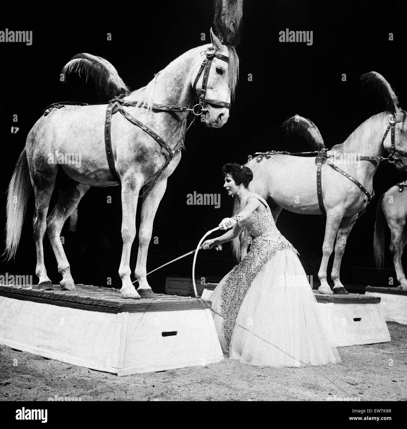 Circus horses hi-res stock photography and images - Alamy