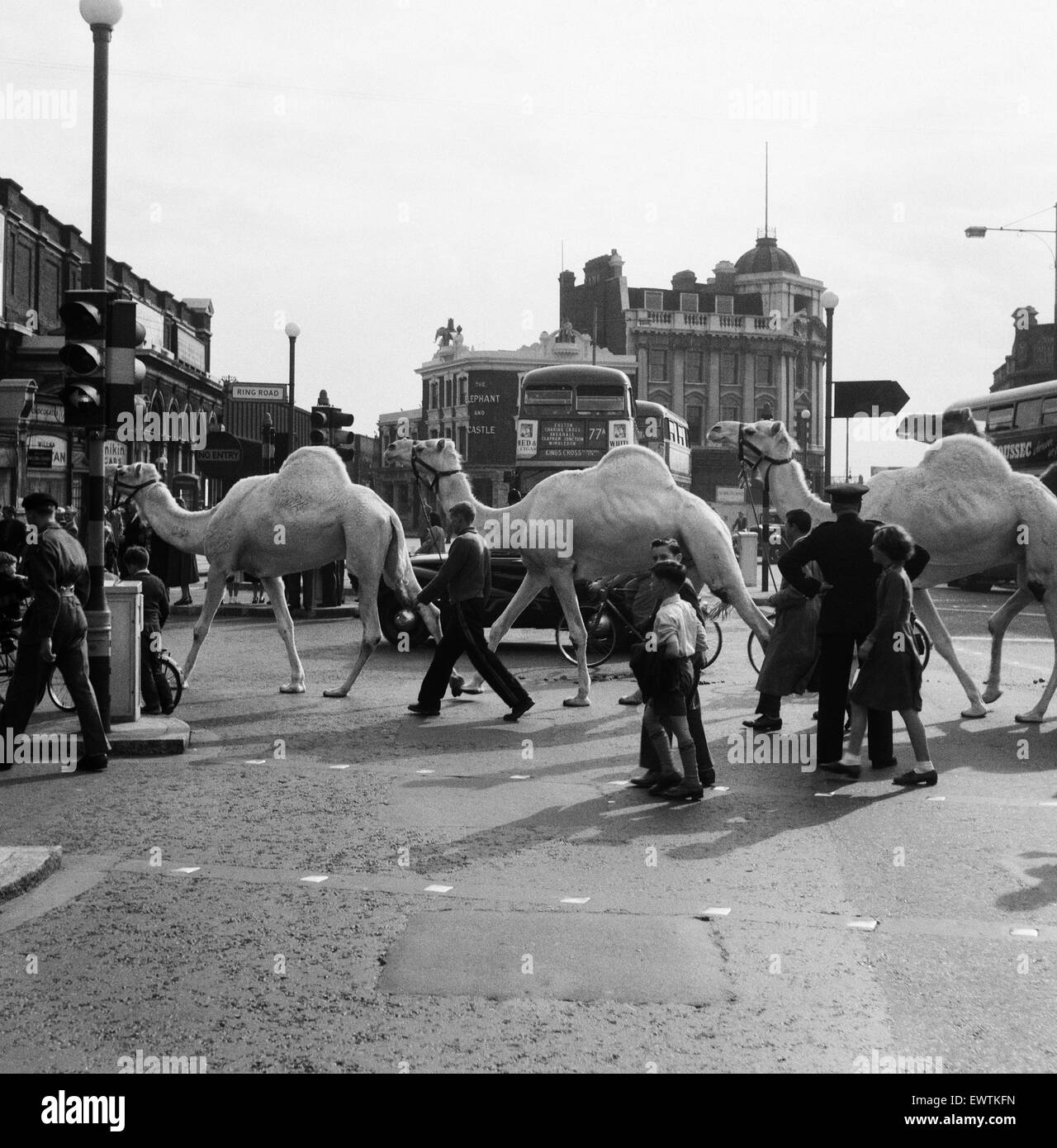 Billy Smart's Circus animals leaving Victoria, London. 18th September ...