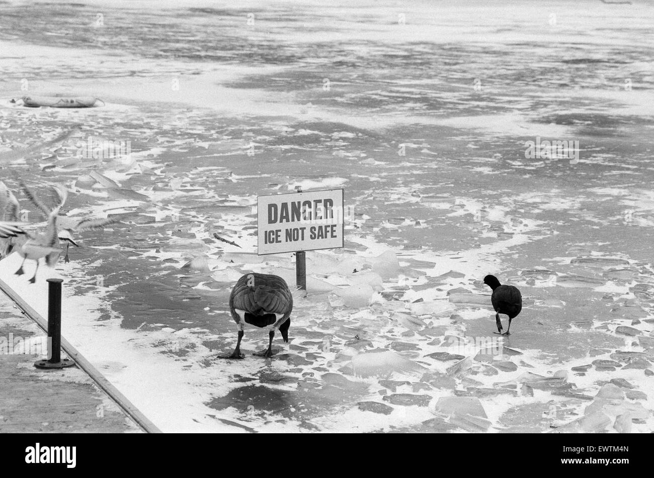 Frozen Lake, Cannon Hill Park, Birmingham, England, 17th February 1986 ...