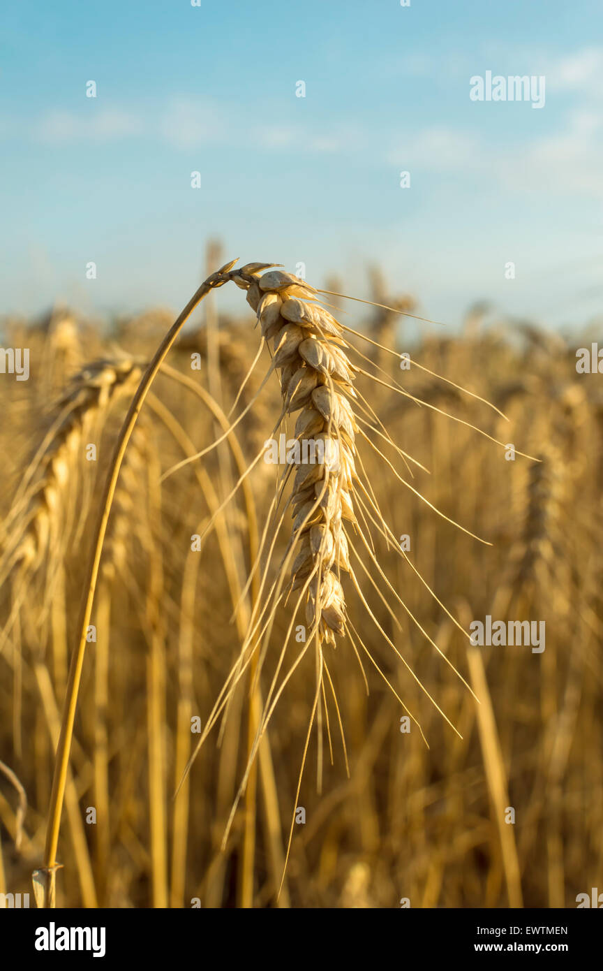Field ripe wheat ready harvest hi-res stock photography and images - Alamy