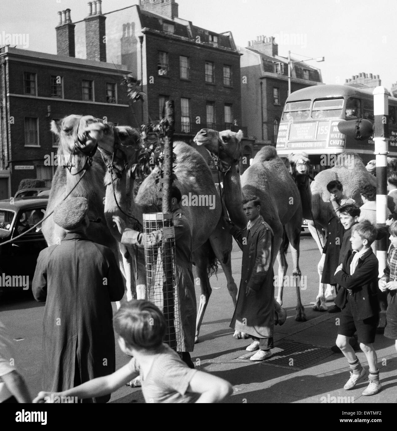 Circus With Animals London