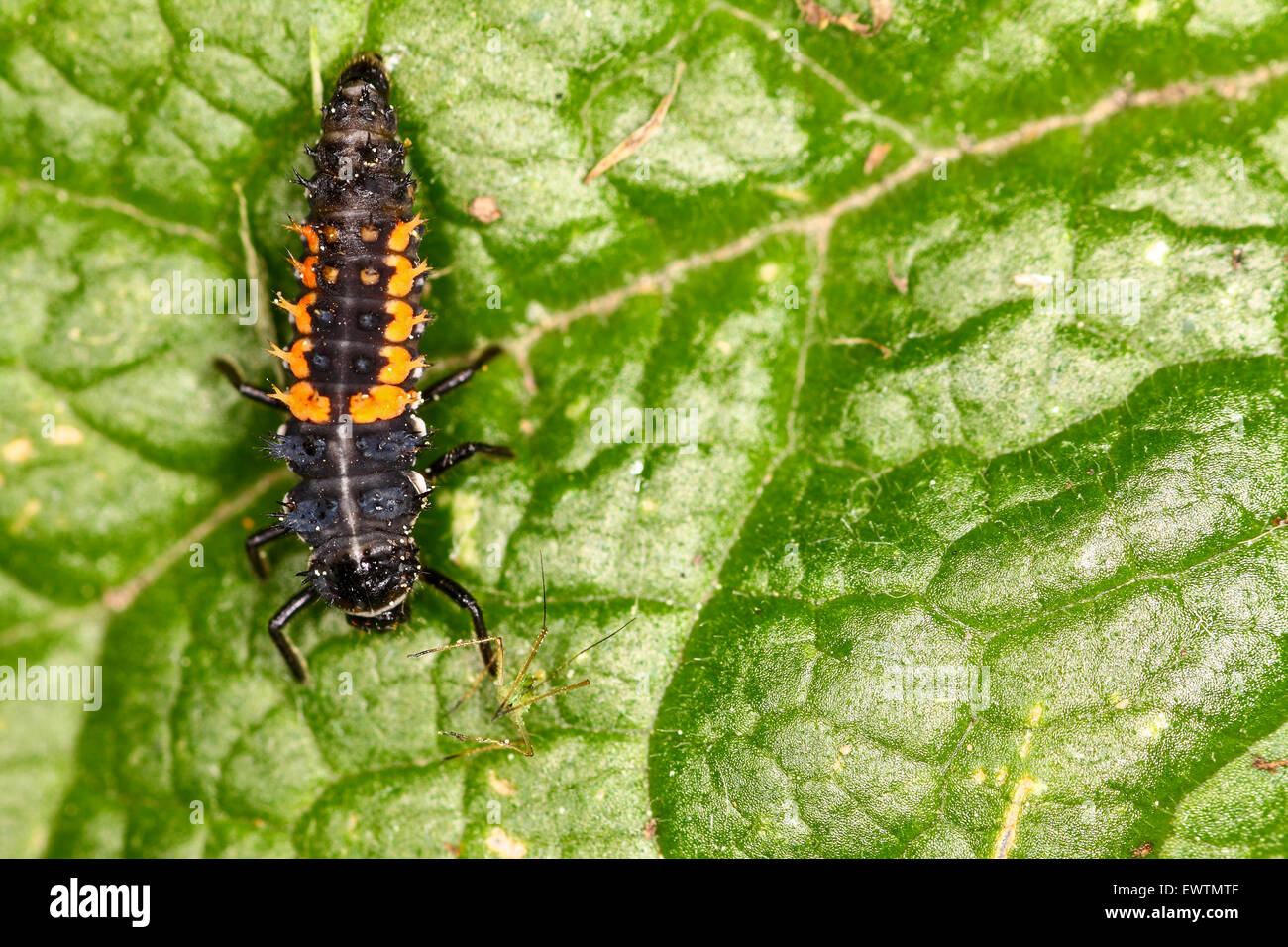 Newly hatched larvae hi-res stock photography and images - Alamy