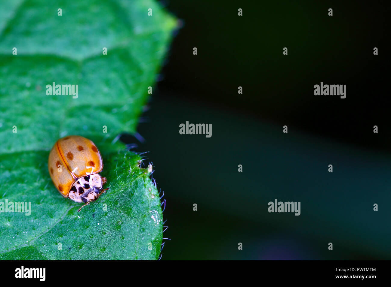 Leeds, Yorkshire, UK. 1st July, 2015. On the hottest day of the year so ...