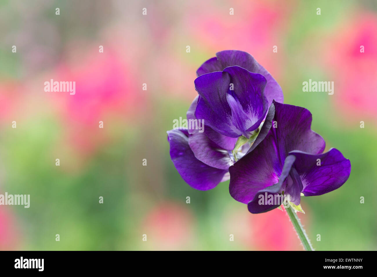Lathyrus odoratus, Sweet pea ’Solway Lullaby’ flowers Stock Photo - Alamy