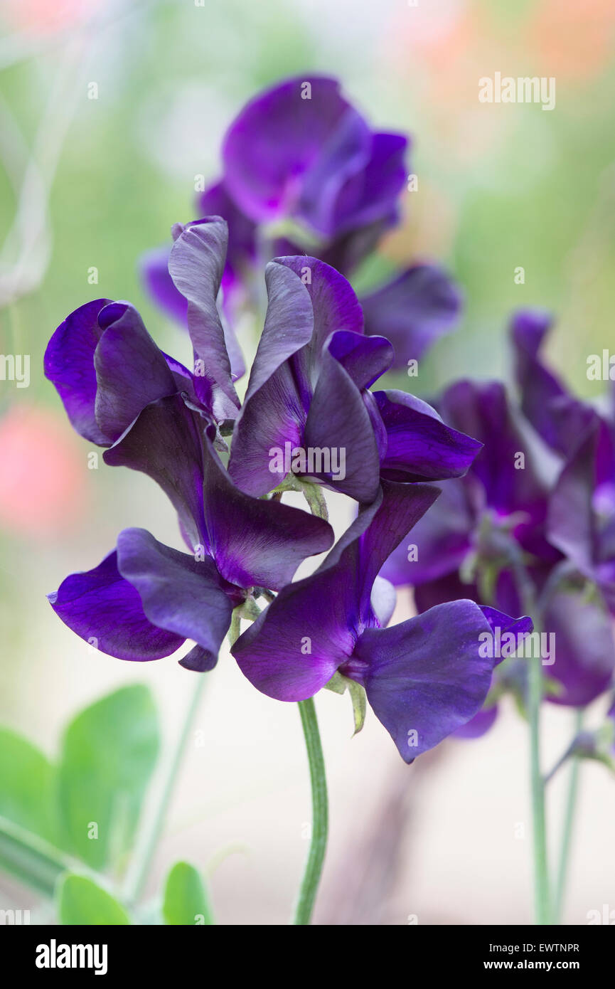 Lathyrus odoratus, Sweet pea ’Solway Lullaby’ flowers Stock Photo - Alamy