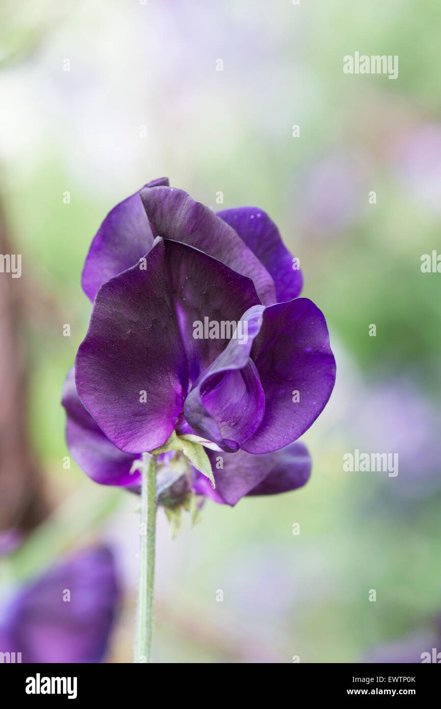 Lathyrus odoratus, Sweet pea ’Solway Lullaby’ flowers Stock Photo - Alamy