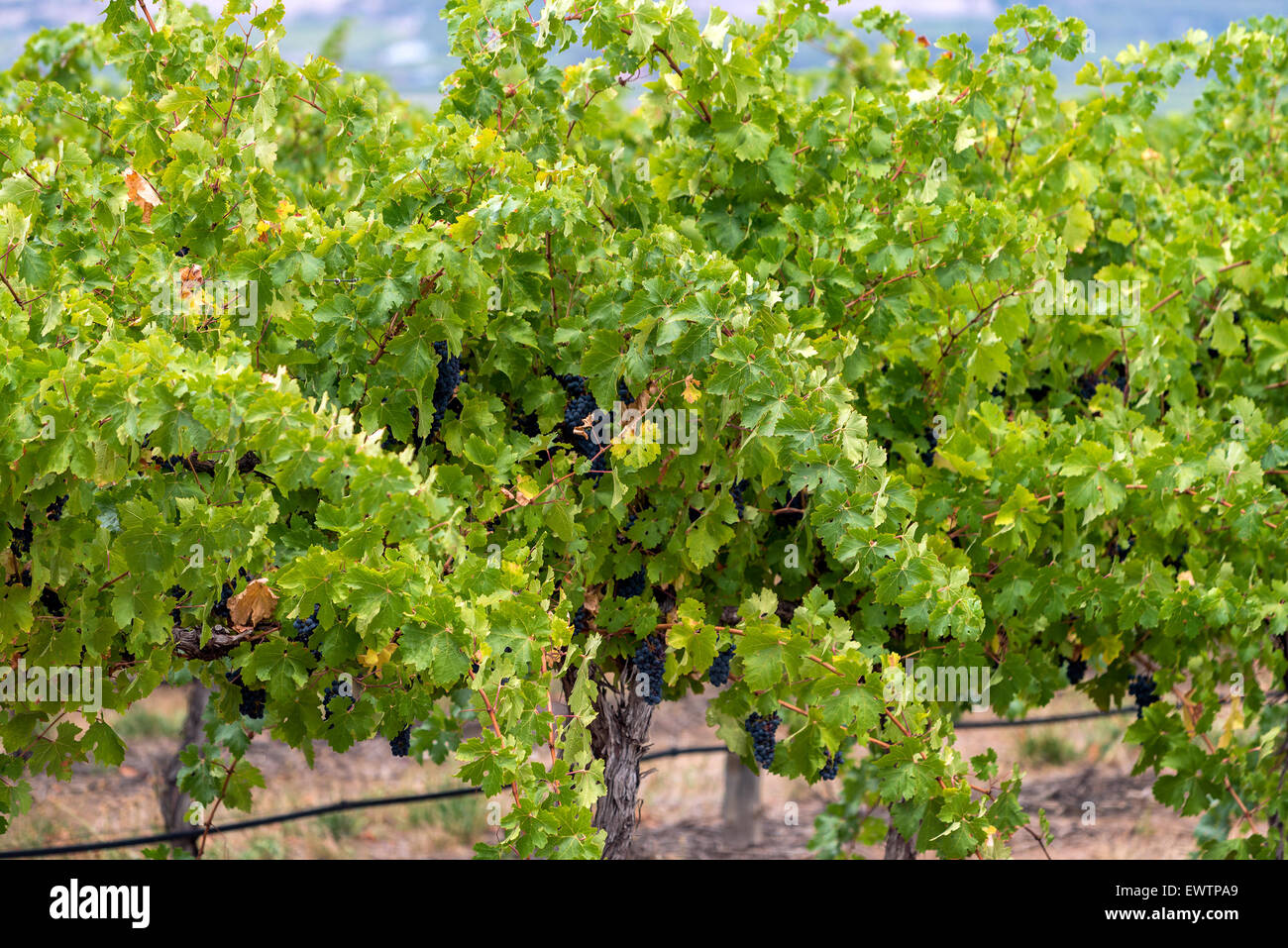 Barossa wine region hi-res stock photography and images - Alamy