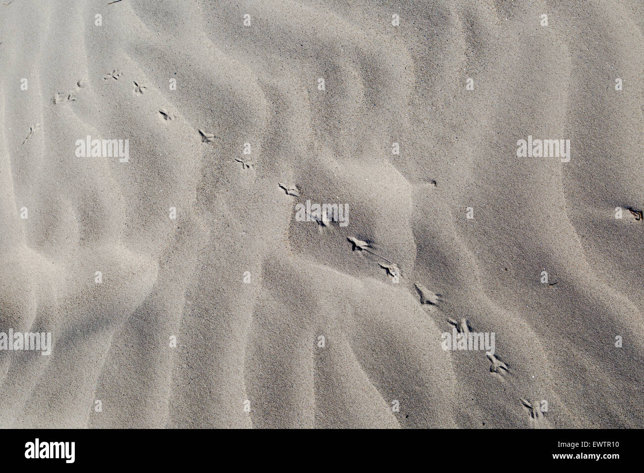 Animal spoor prints in desert hi-res stock photography and images - Alamy