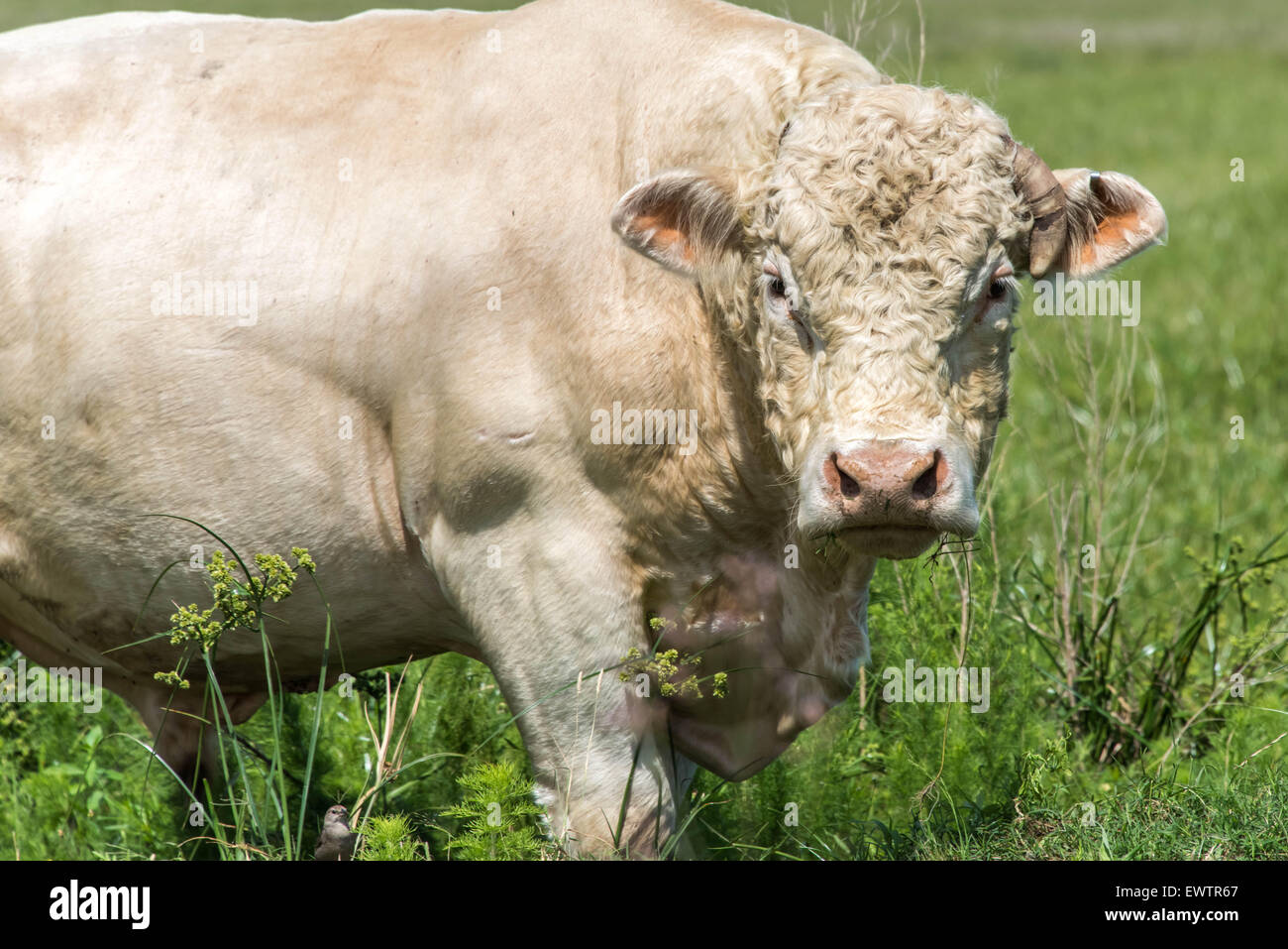 White bull hi-res stock photography and images - Alamy