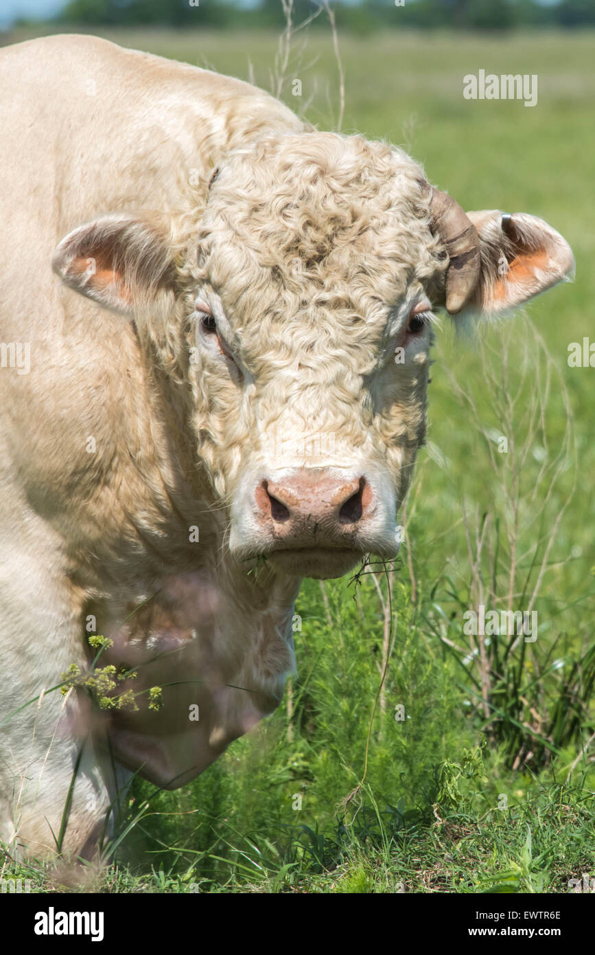 a white bull standing in a green pasture Stock Photo - Alamy