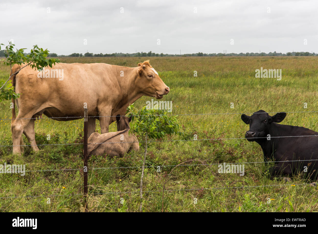 a cows standing in a lush green pasture Stock Photo - Alamy