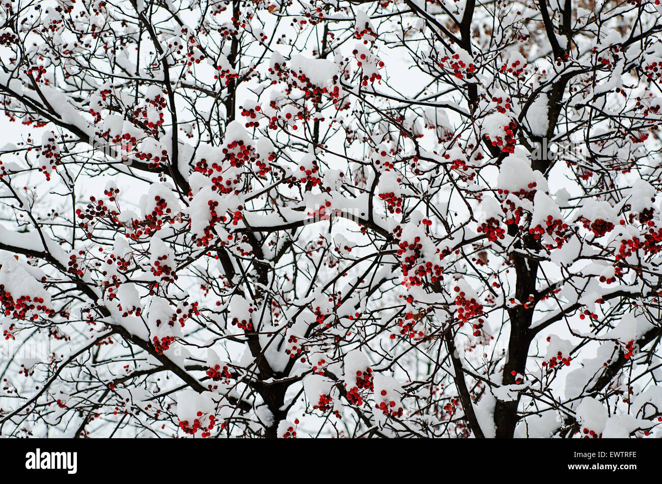 Rowan Tree In Winter High Resolution Stock Photography and Images - Alamy