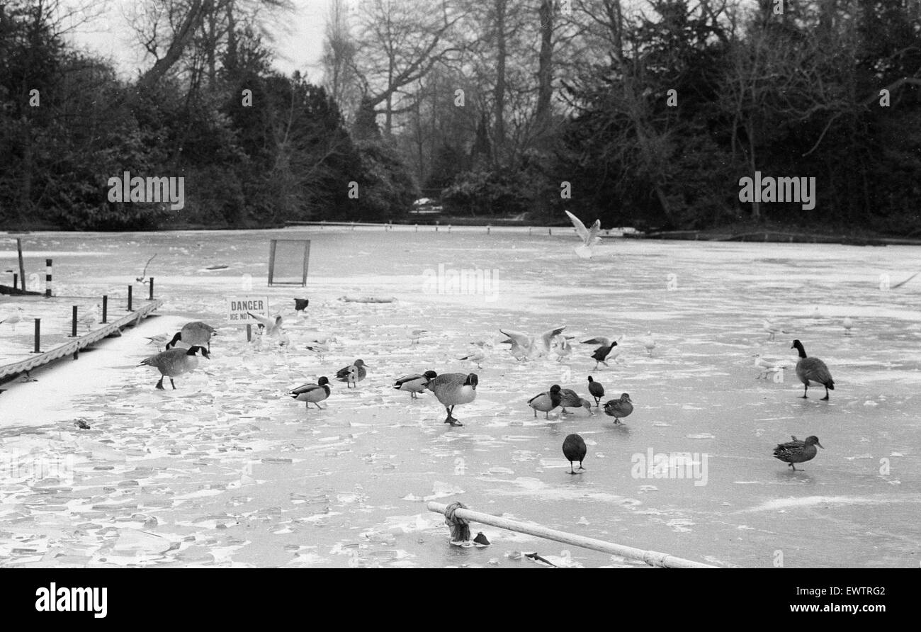 Frozen Lake, Cannon Hill Park, Birmingham, England, 17th February 1986 ...