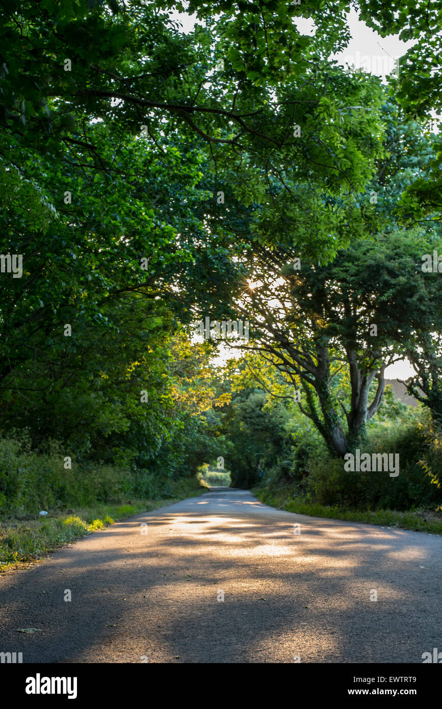 Leafytree hi-res stock photography and images - Alamy