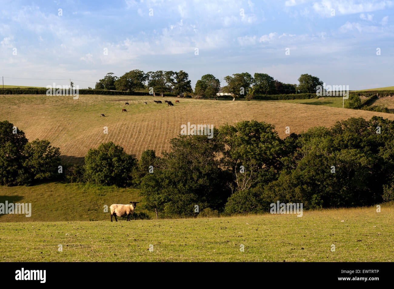 Sheep rearing hi-res stock photography and images - Alamy