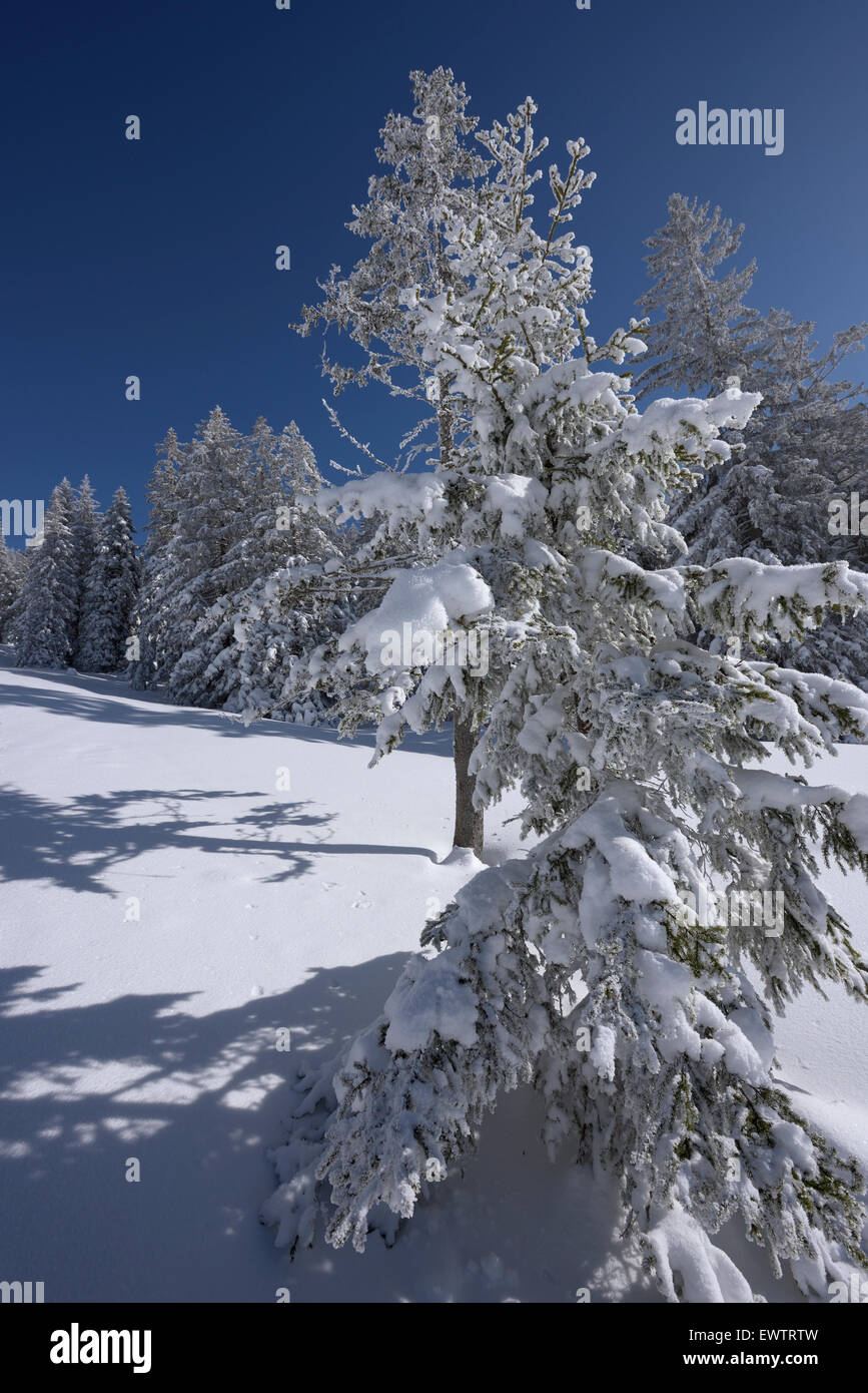 Conifers trees hi-res stock photography and images - Alamy
