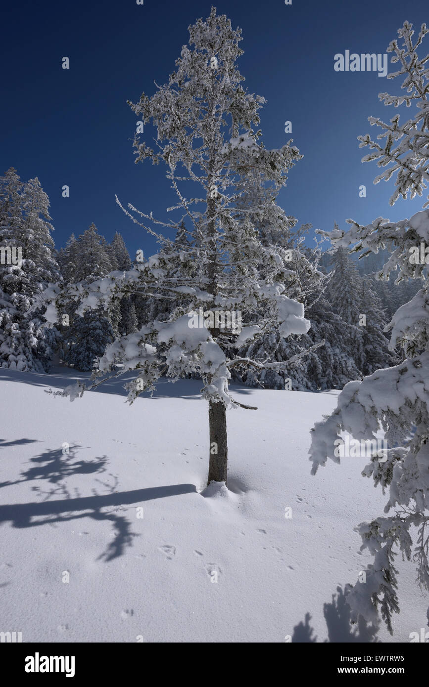 Conifers trees snow hi-res stock photography and images - Alamy