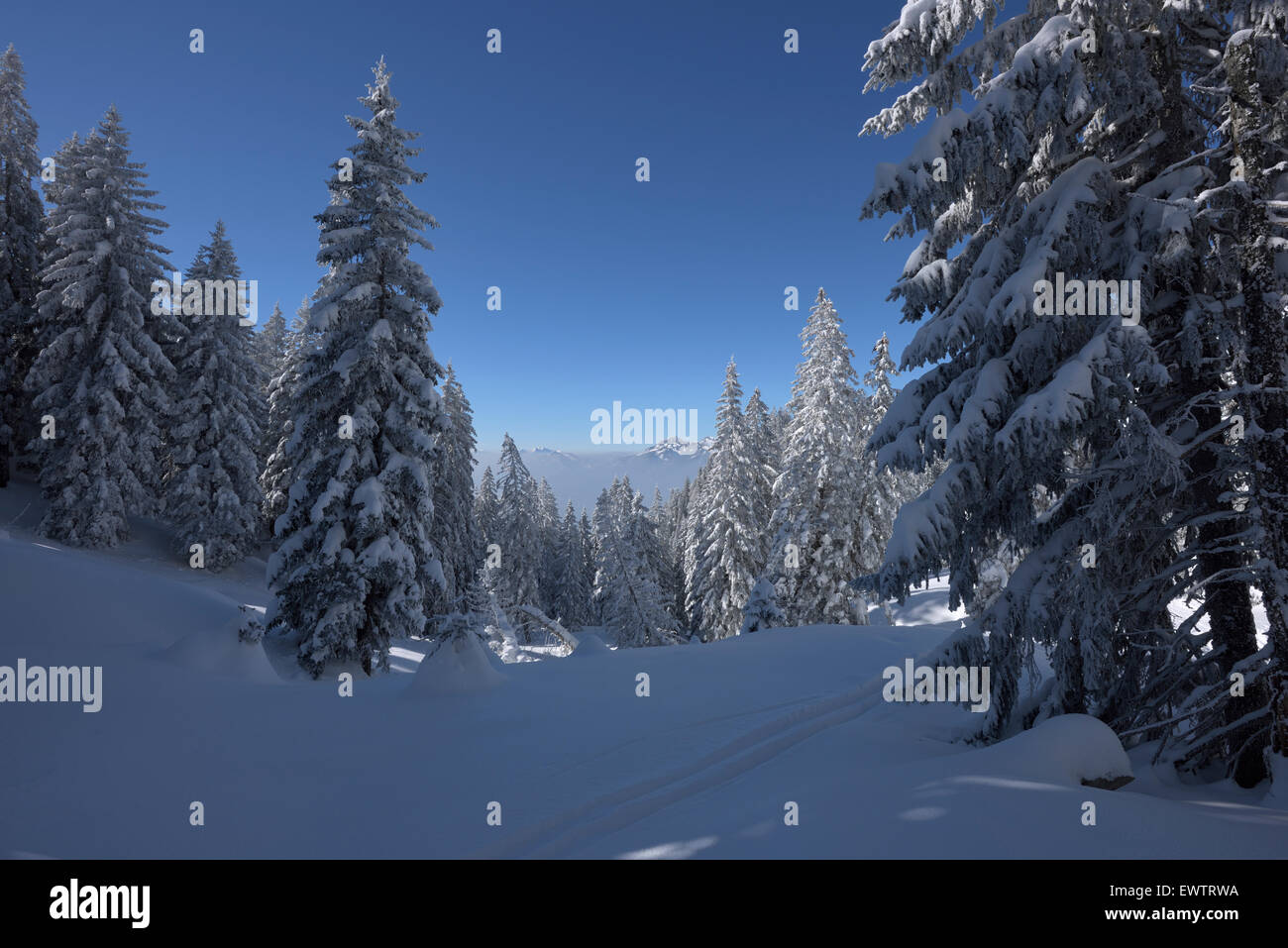Conifers in mountains hi-res stock photography and images - Alamy