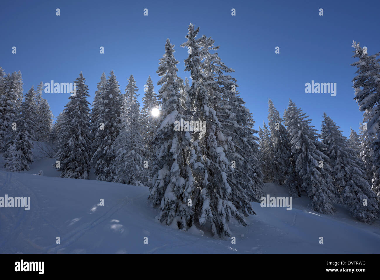 Conifers trees hi-res stock photography and images - Alamy