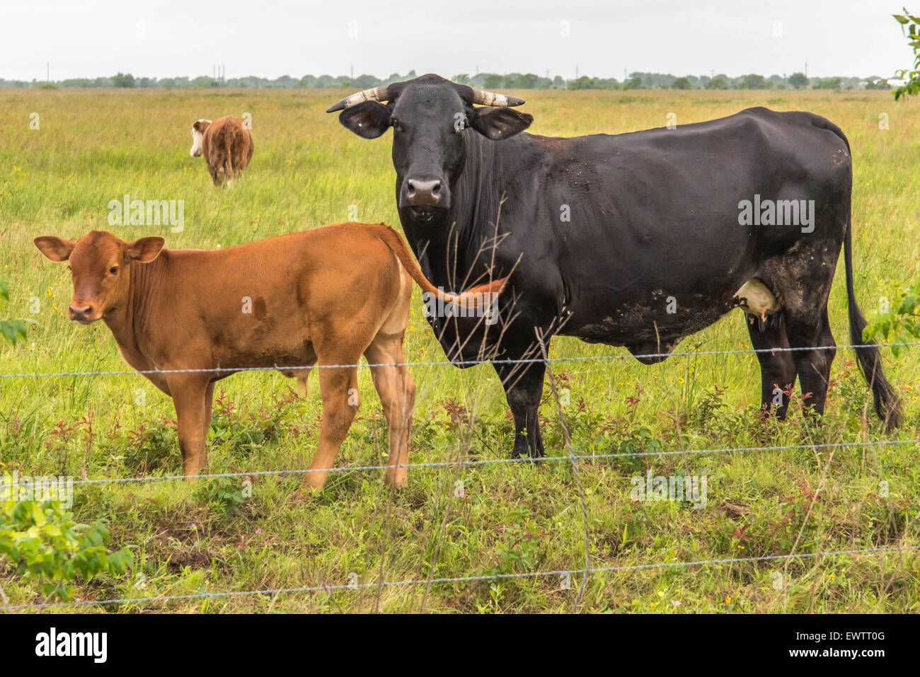 black bull with a calf standing in a lush green pasture Stock Photo - Alamy