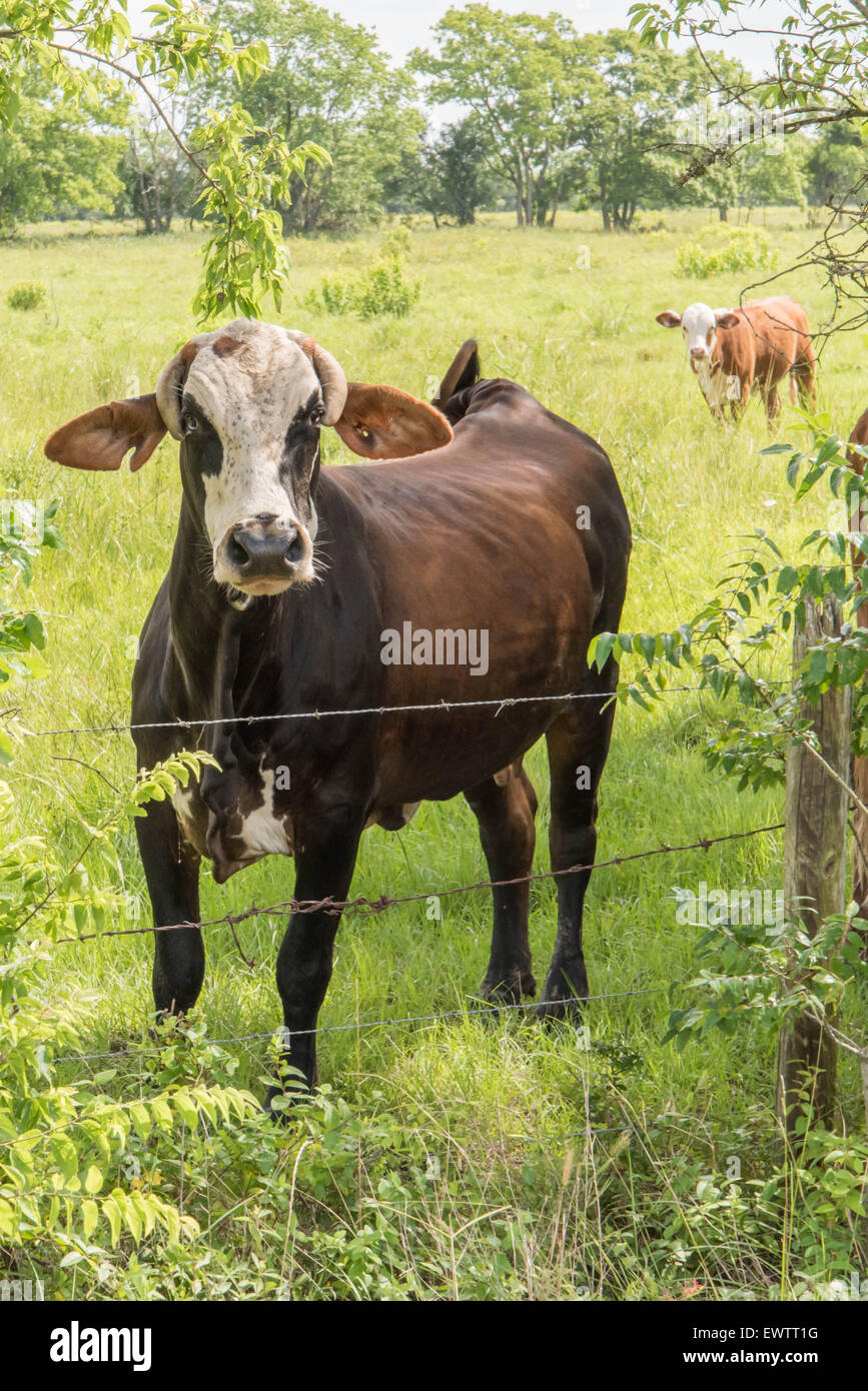 a cows standing in a lush green pasture Stock Photo - Alamy
