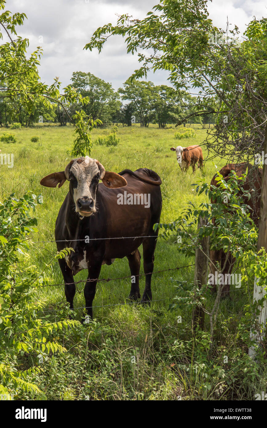 a cows standing in a lush green pasture Stock Photo - Alamy