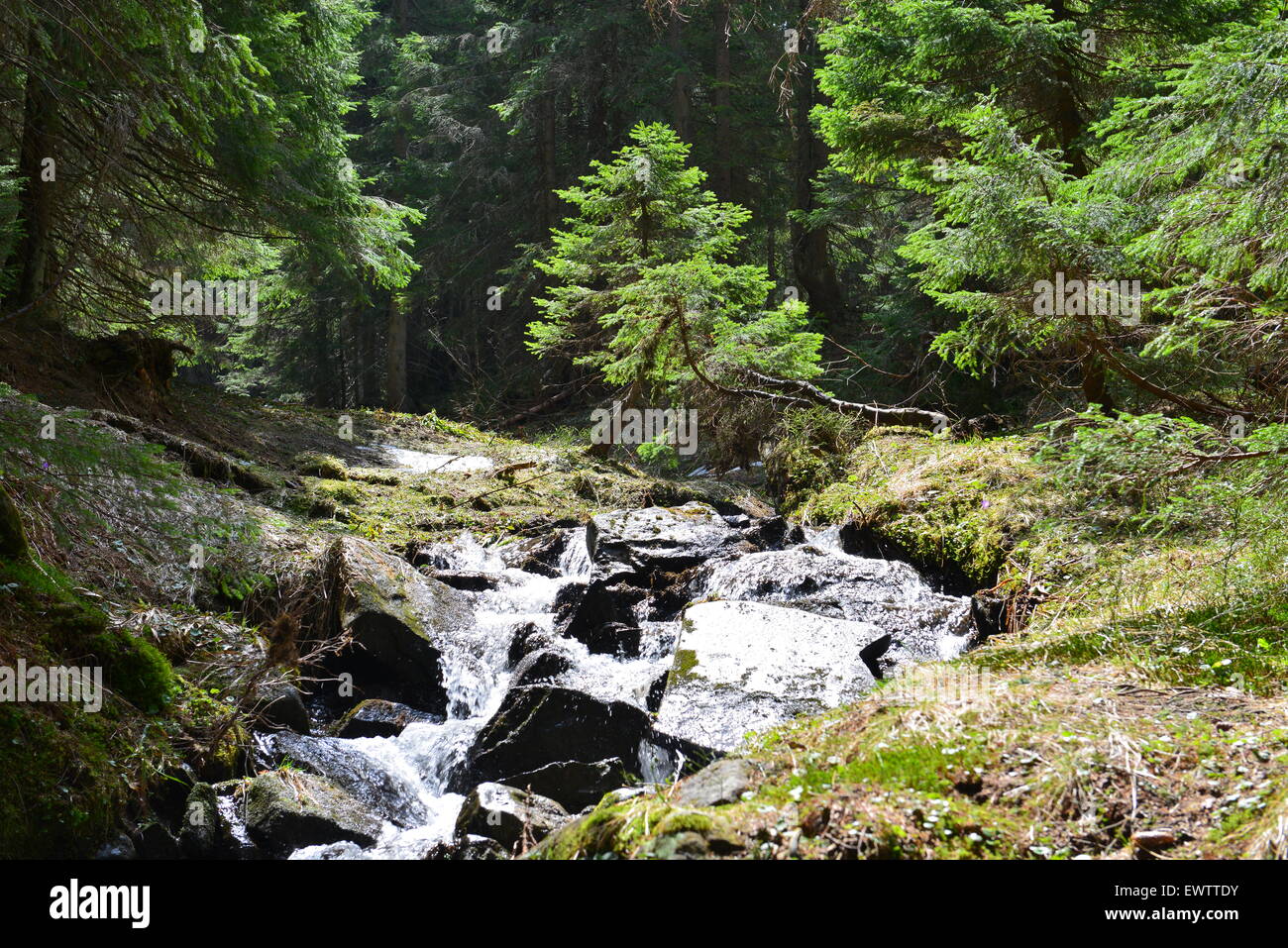 Forest mountain hi-res stock photography and images - Alamy