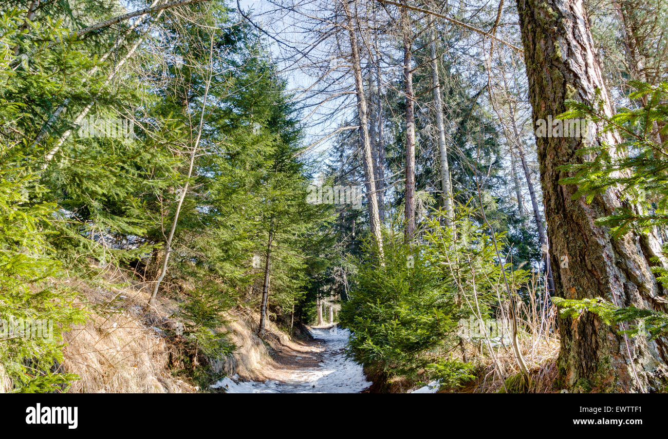 Brown walk path in a forest of green pines, spruces and firs on ...