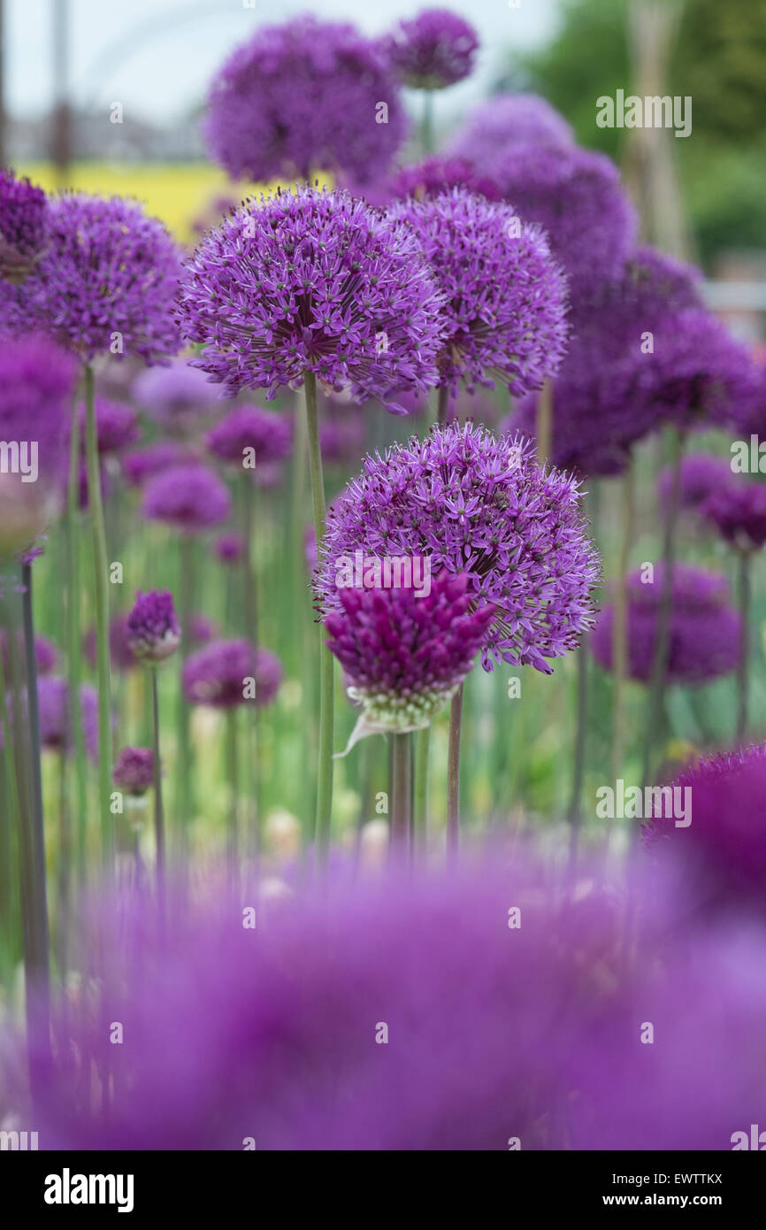 Allium globemaster hi-res stock photography and images - Alamy