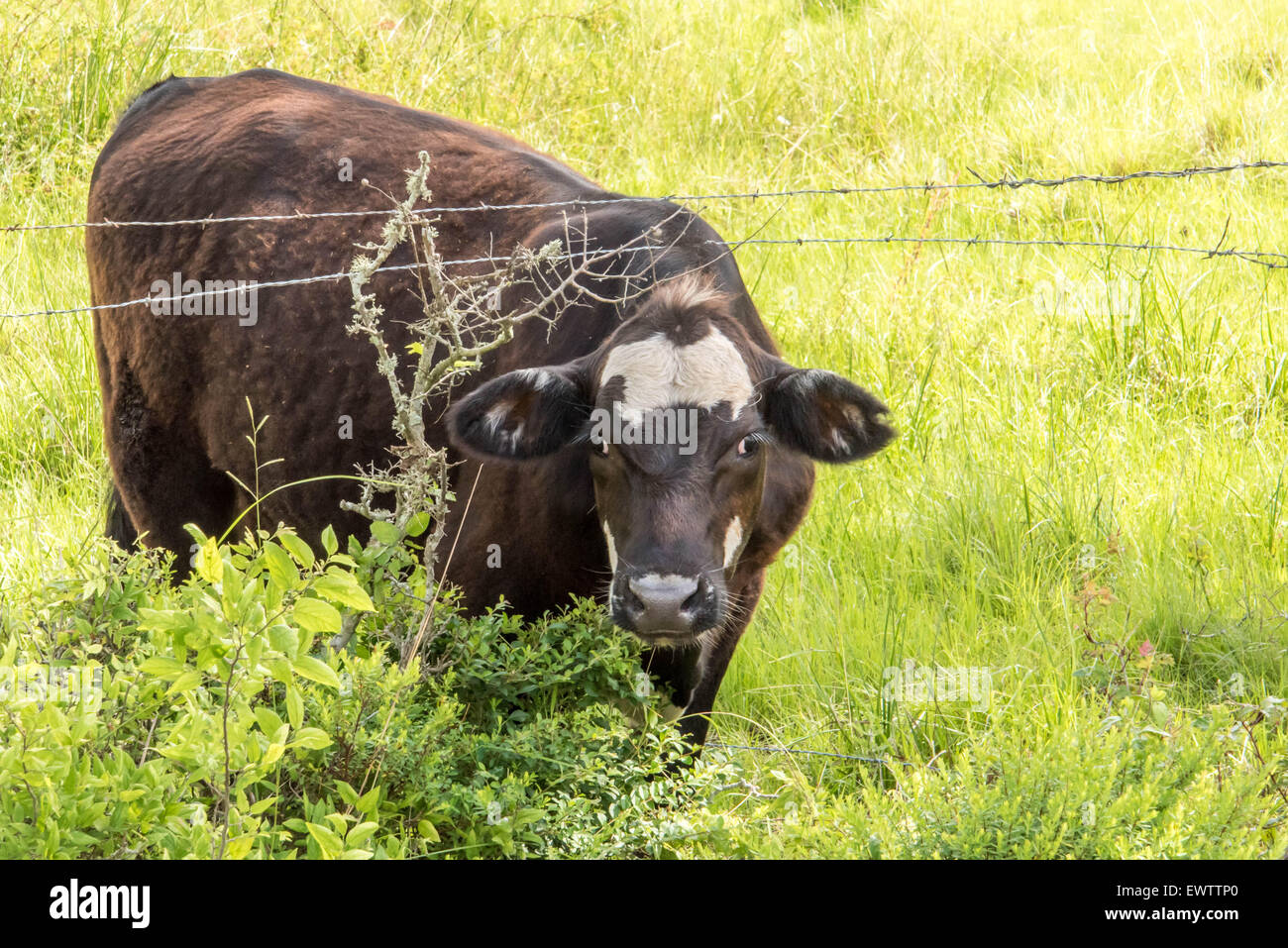 a cows standing in a lush green pasture Stock Photo - Alamy