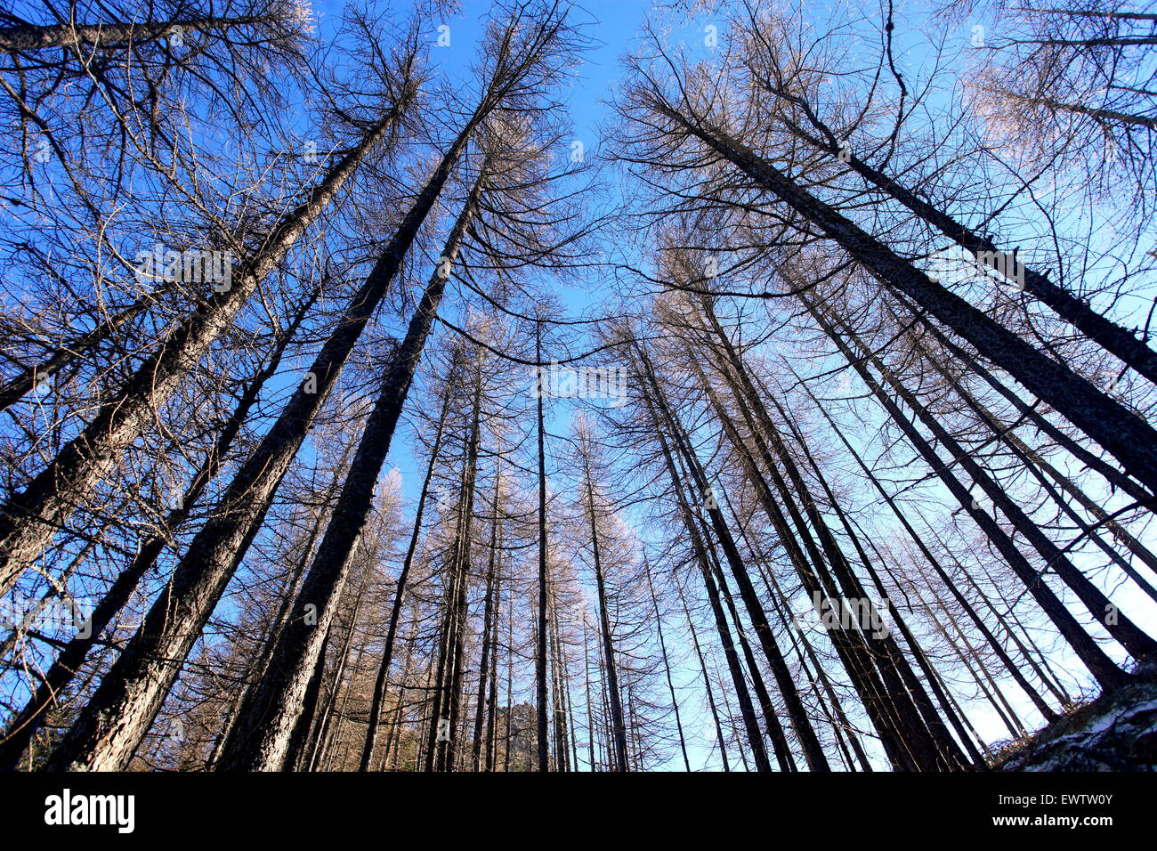 Winter pine tree forest from below Stock Photo - Alamy